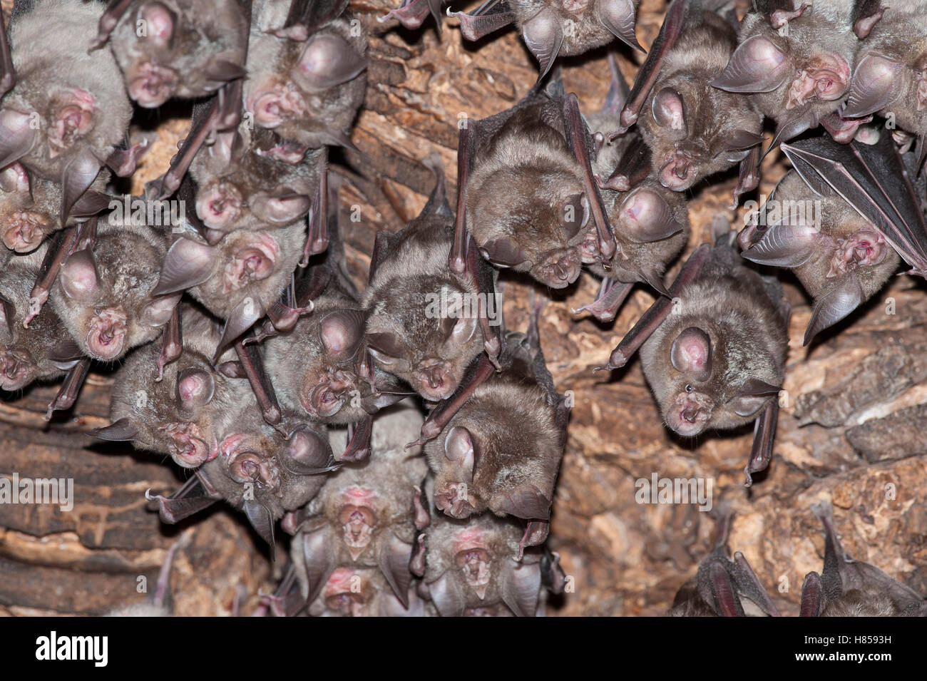 Halcyon Horseshoe Bat (Rhinolophus alcyone) group roosting, Sine-Saloum ...