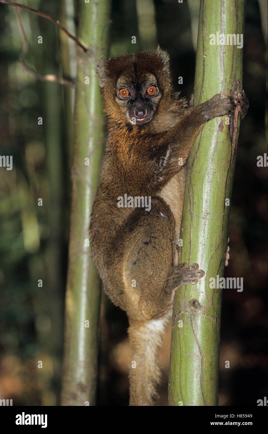 Greater Bamboo Lemur (Prolemur simus), Omega Park, Faro, Portugal Stock ...