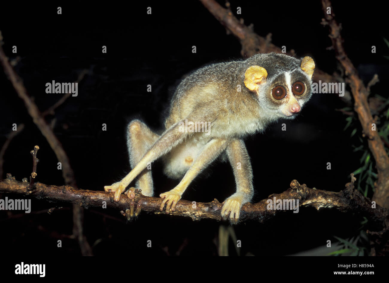 Slender Loris (Loris tardigradus Stock Photo - Alamy