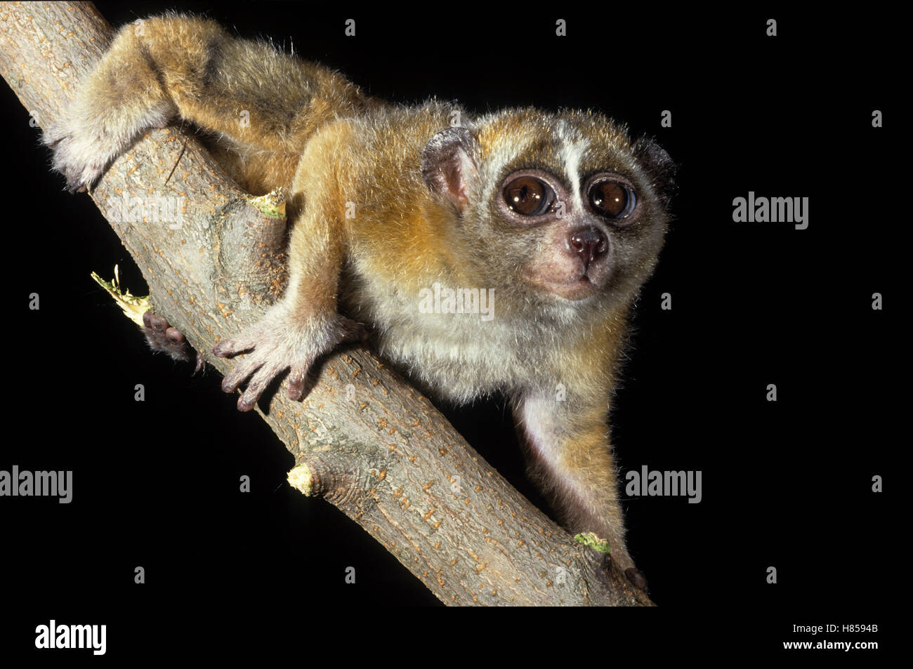 Slow Loris (Nycticebus coucang Stock Photo - Alamy