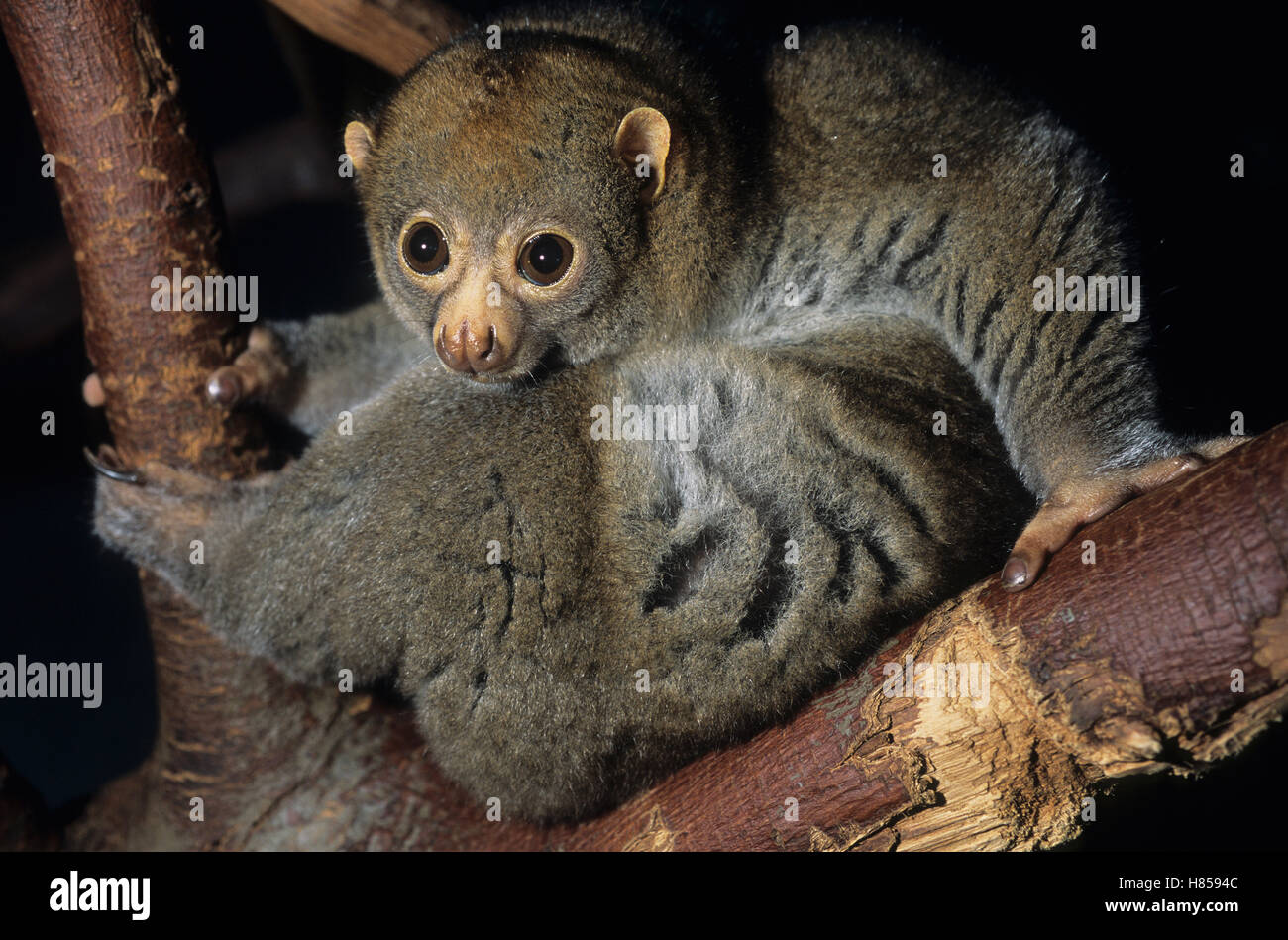 Potto (Perodicticus potto Stock Photo - Alamy