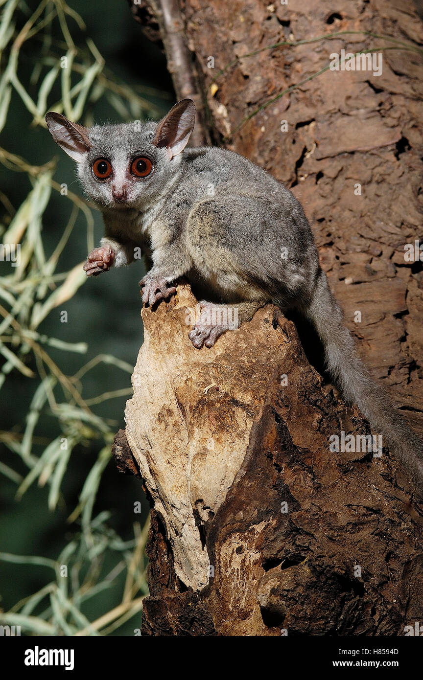 Lesser Bush Baby (Galago senegalensis Stock Photo - Alamy