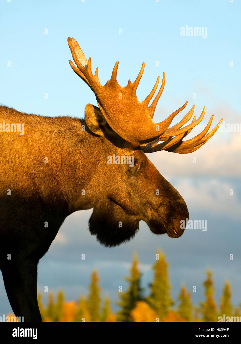 Moose (Alces americanus) male, North America Stock Photo - Alamy