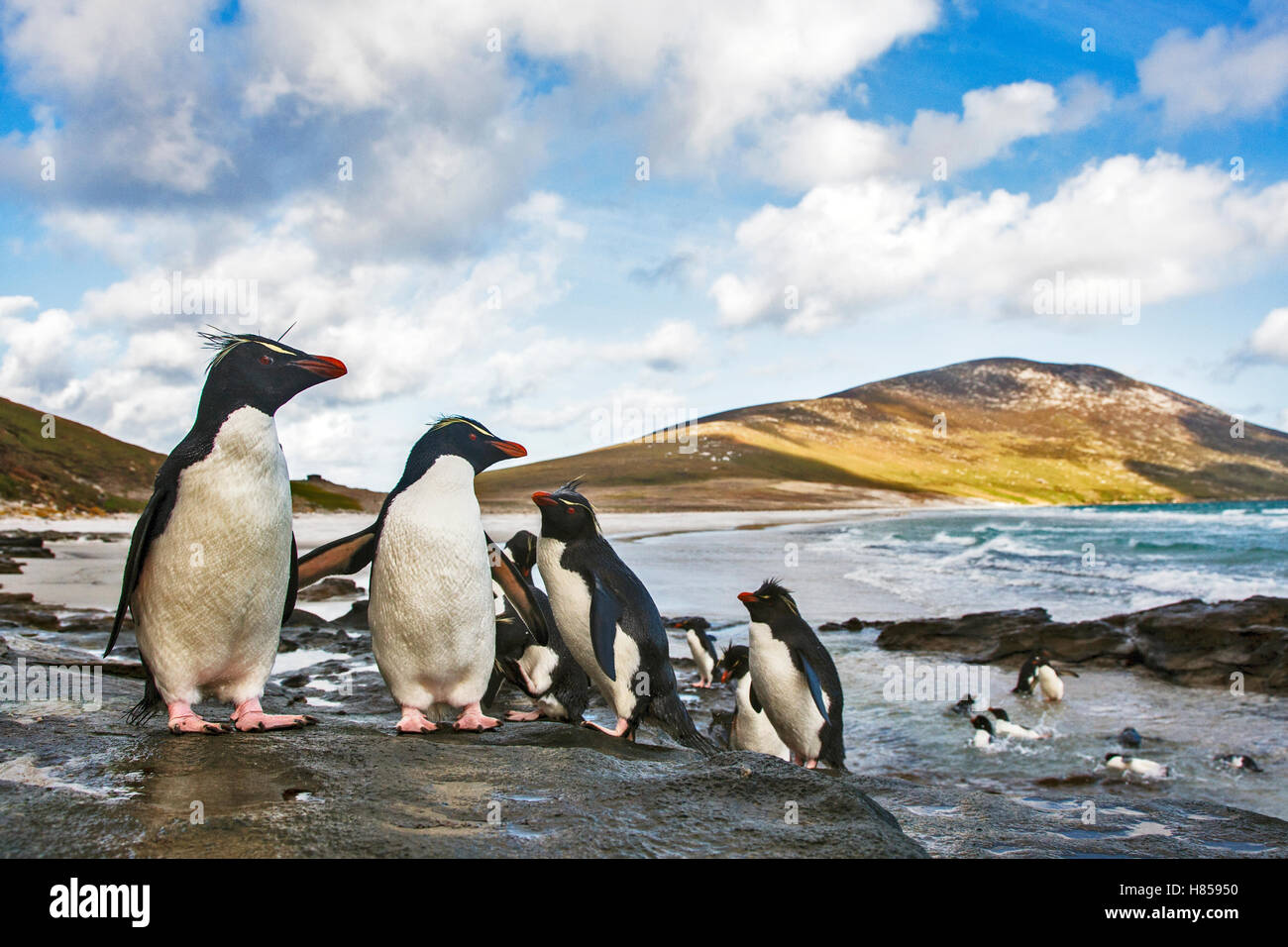Rockhopper Penguin (Eudyptes chrysocome) group bathing and sunning ...