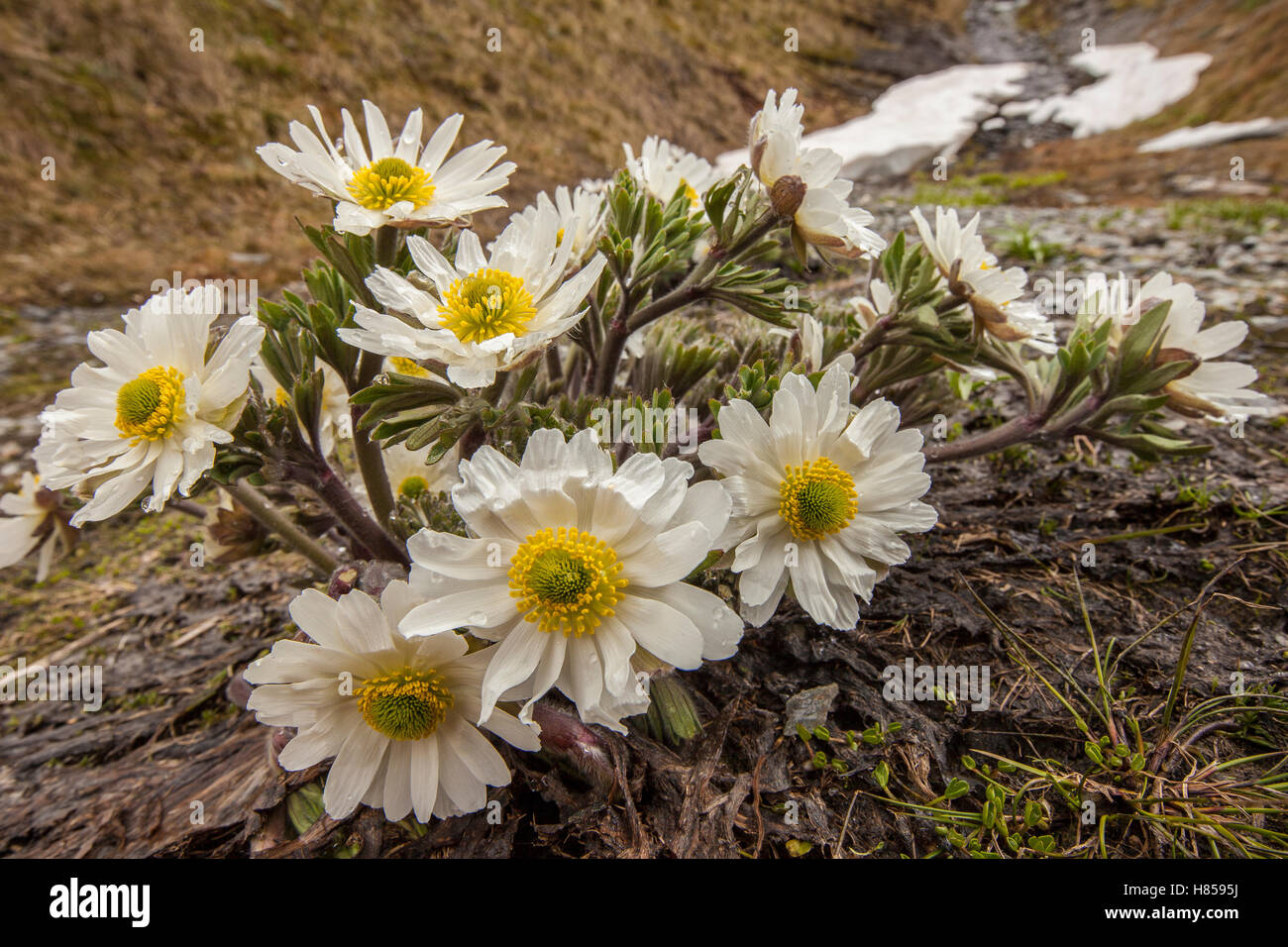 Buttercup (Ranunculus sp), Cascade Saddle, Mount Aspiring National Park ...