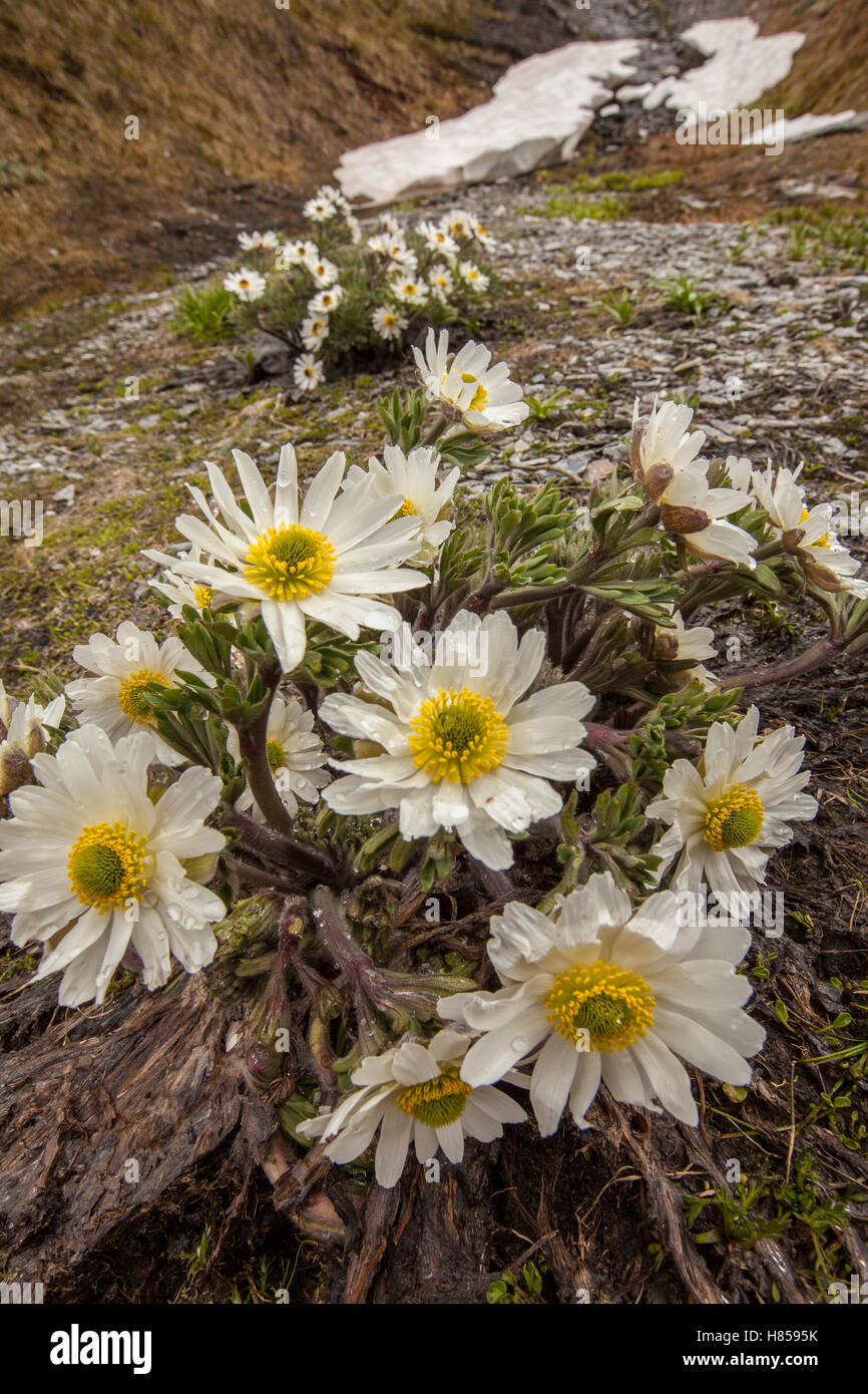 Buttercup (Ranunculus sp), Cascade Saddle, Mount Aspiring National Park ...