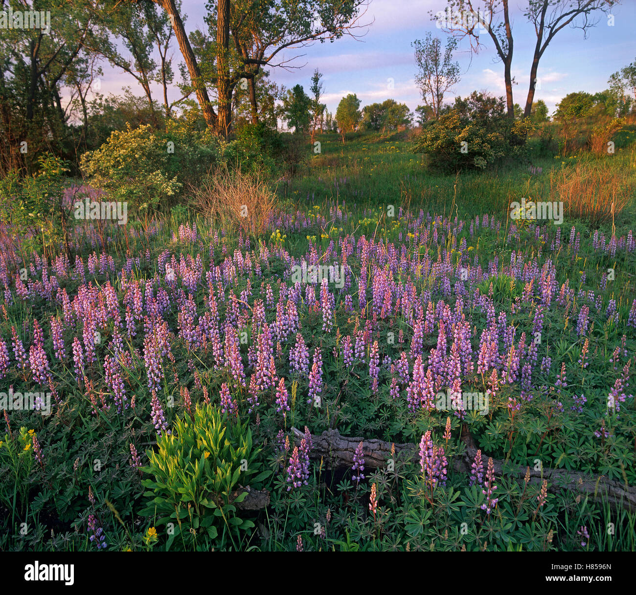 Lupine (Lupinus sp), Indiana Dunes National Lakeshore, Indiana Stock ...