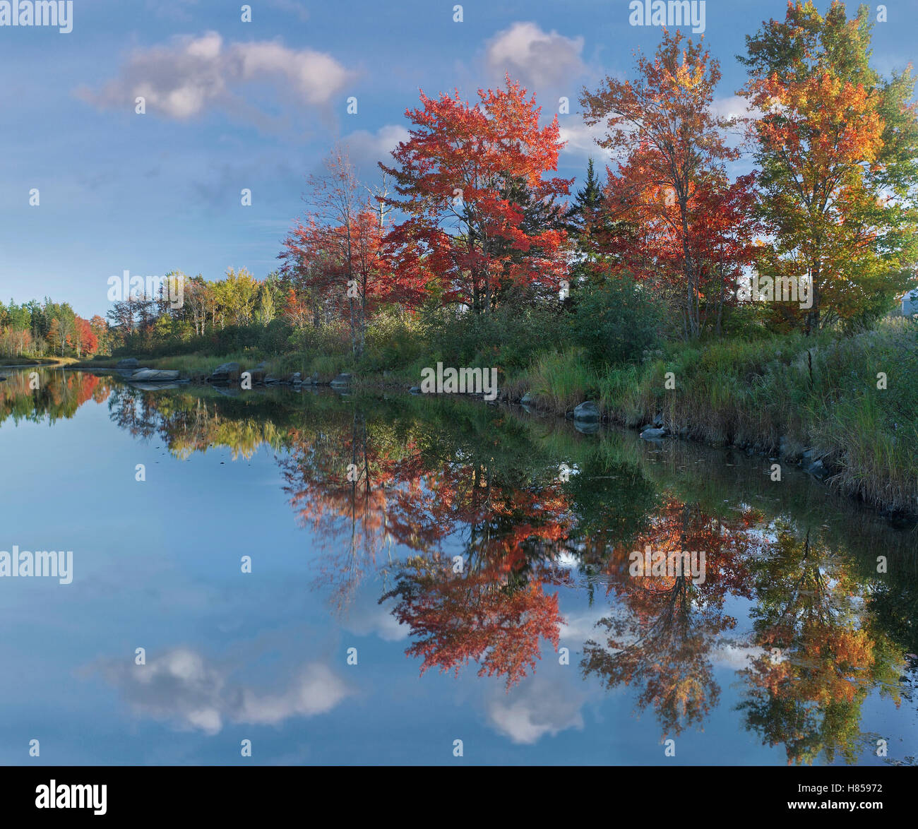 Maple (Acer sp) trees along Northeast Creek, Mount Desert Island, Maine ...