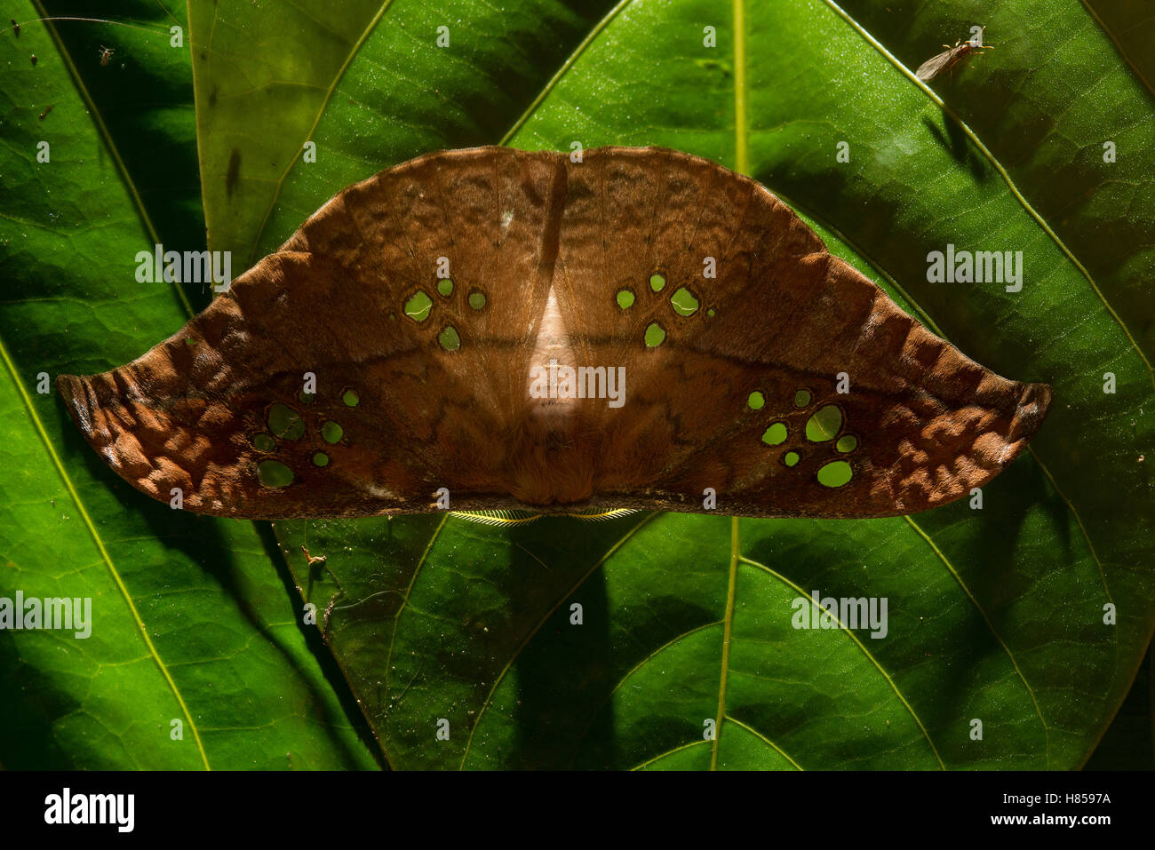 Saturniid Moth (Saturniidae), Andes, Ecuador Stock Photo - Alamy