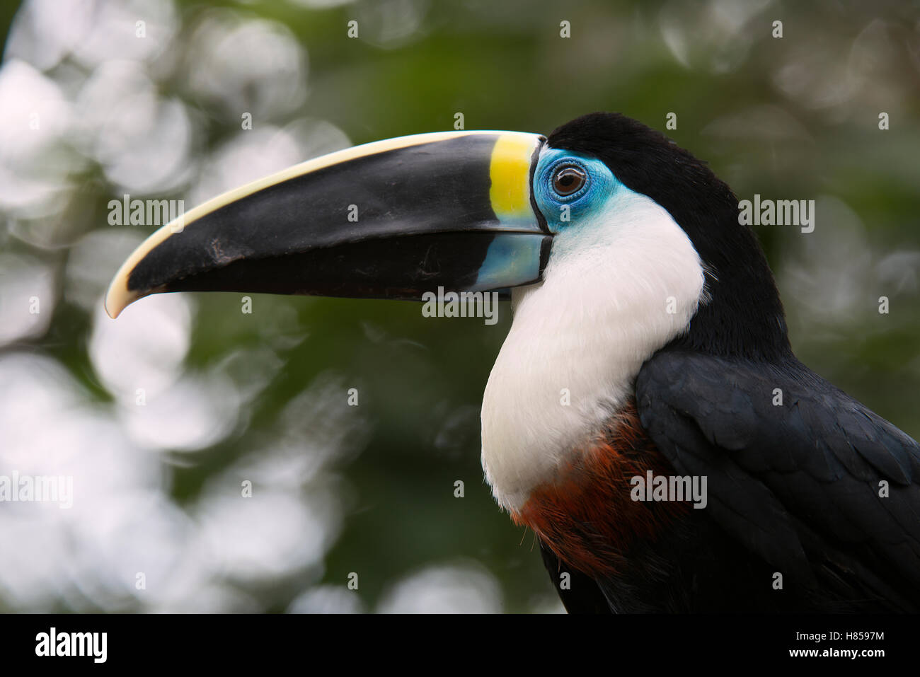 Red-billed Toucan (Ramphastos tucanus), Amazon Rainforest, Ecuador ...