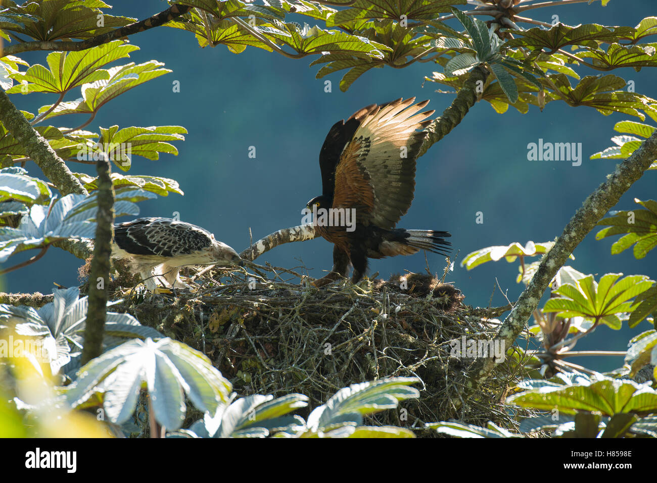 Black-and-Chestnut Eagle (Spizaetus isidori) at nest with chick, Andes ...