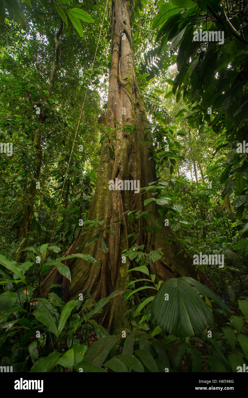 Fig (Ficus sp), Choco Rainforest, Ecuador Stock Photo - Alamy
