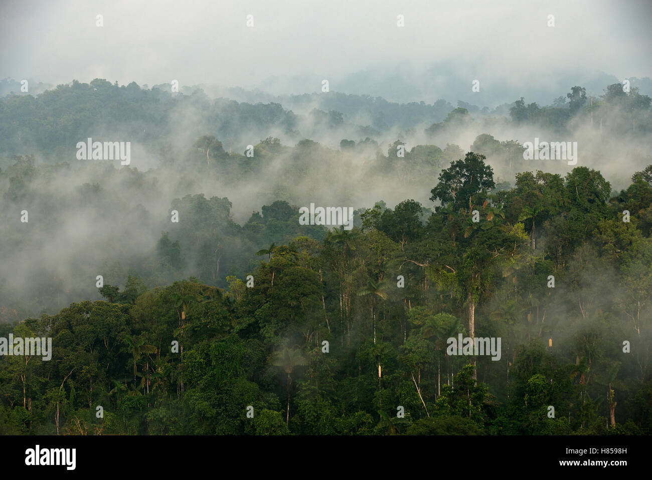 Misty lowland tropical forest, Choco Rainforest, Ecuador Stock Photo ...