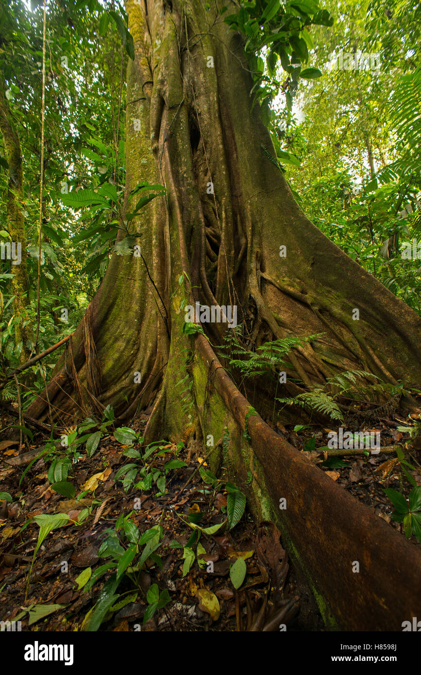 Fig (Ficus sp) buttressed root, Choco Rainforest, Ecuador Stock Photo ...