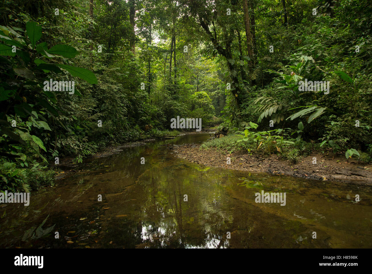 Stream in lowland tropical forest, Choco Rainforest, Ecuador Stock ...