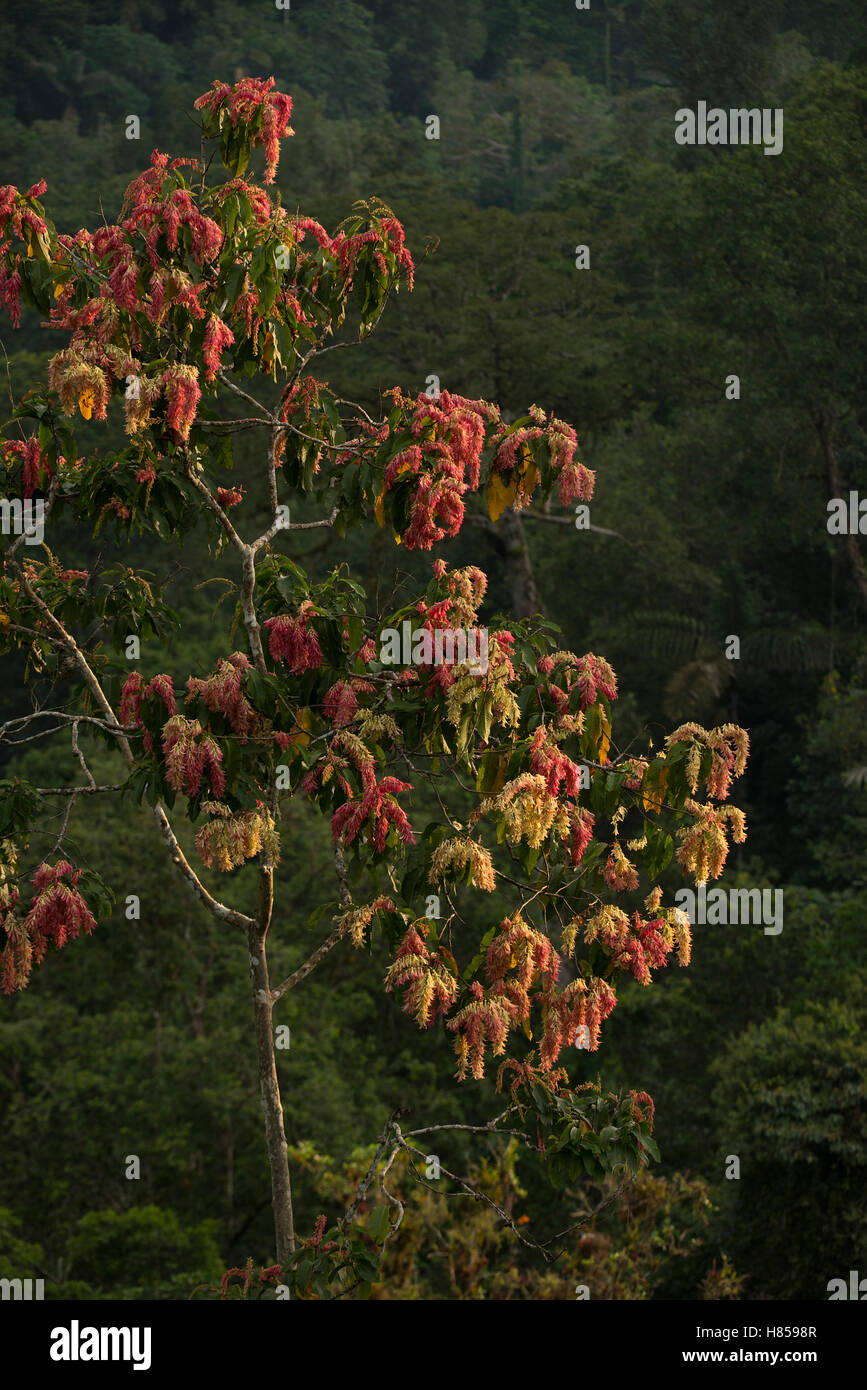 Palo Santo (Triplaris cumingiana) tree flowering, Choco Rainforest ...