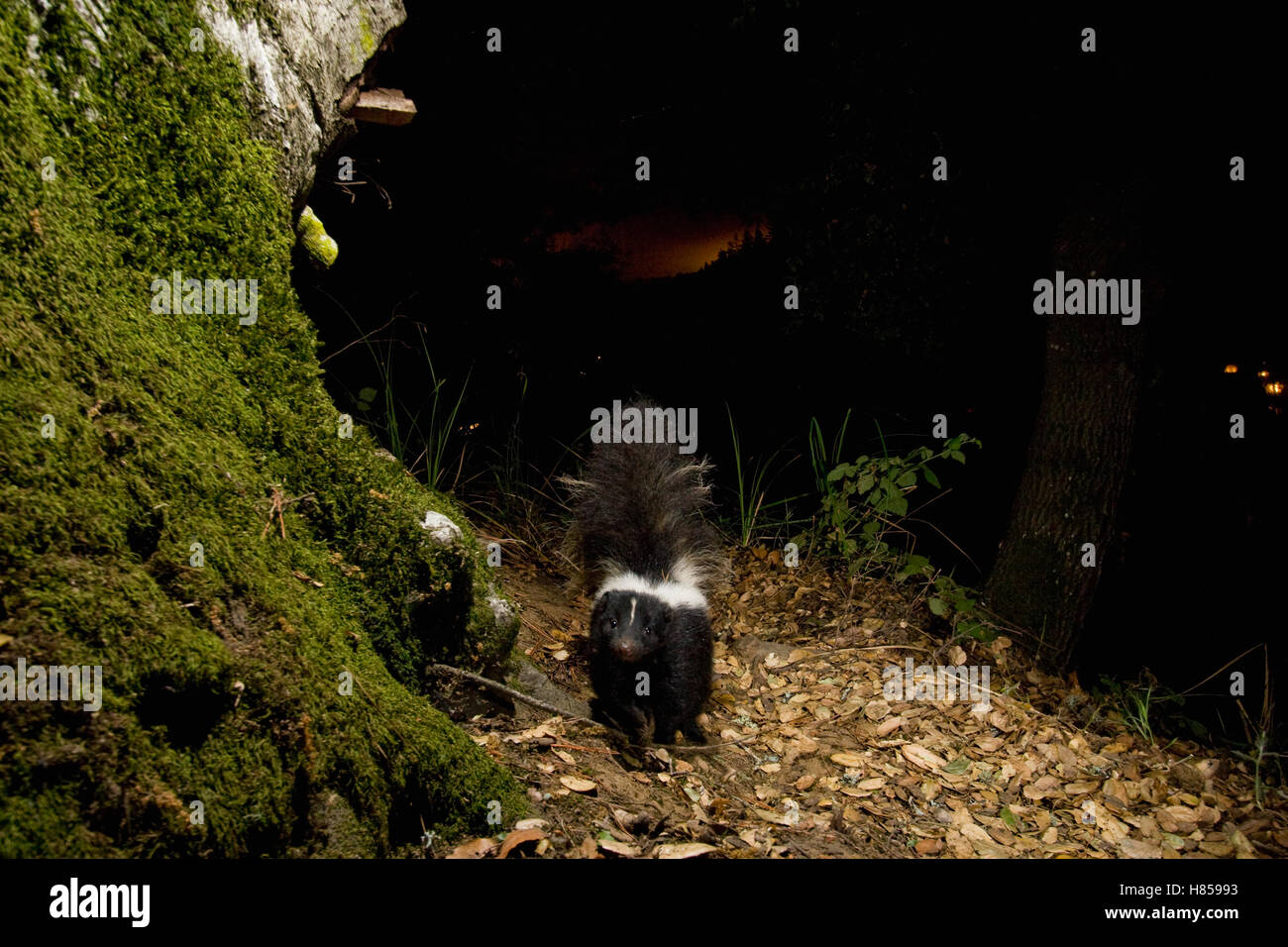 Striped Skunk (Mephitis mephitis) at night, Aptos, Monterey Bay ...