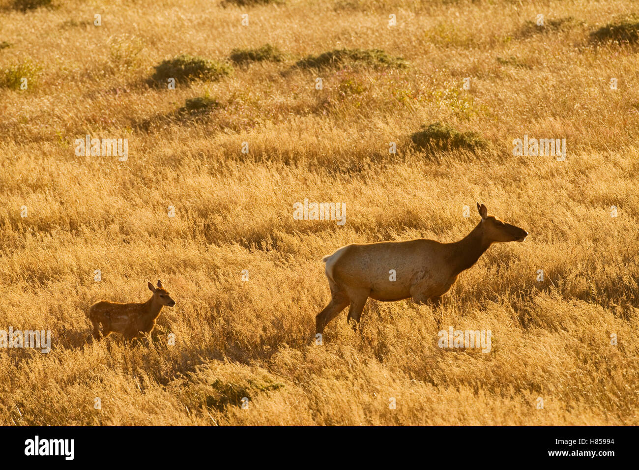 Tule Elk (Cervus elaphus nannodes) mother and calf walking through ...