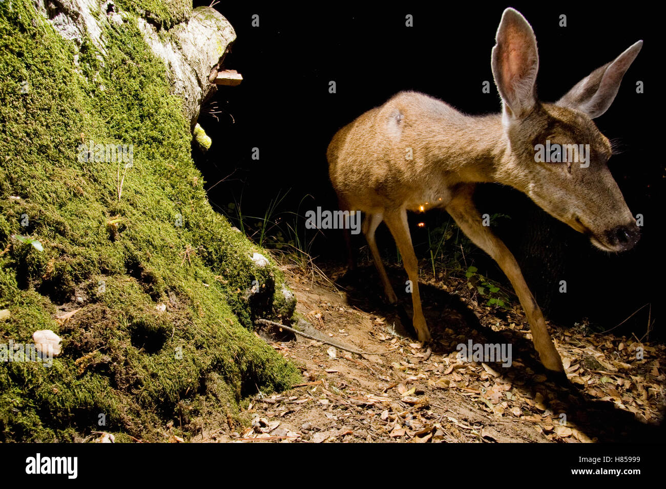 Mule Deer (Odocoileus hemionus) doe at night, Aptos, Monterey Bay ...