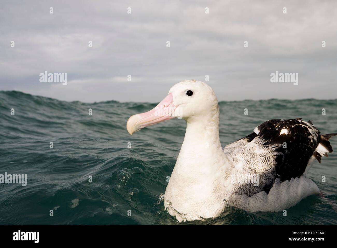 Gibson's Albatross (Diomedea antipodensis gibsoni) on water, Kaikoura ...