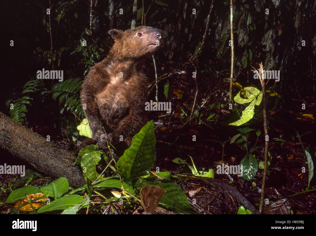 Matschie's Tree Kangaroo (Dendrolagus matschiei), Papua New Guinea ...