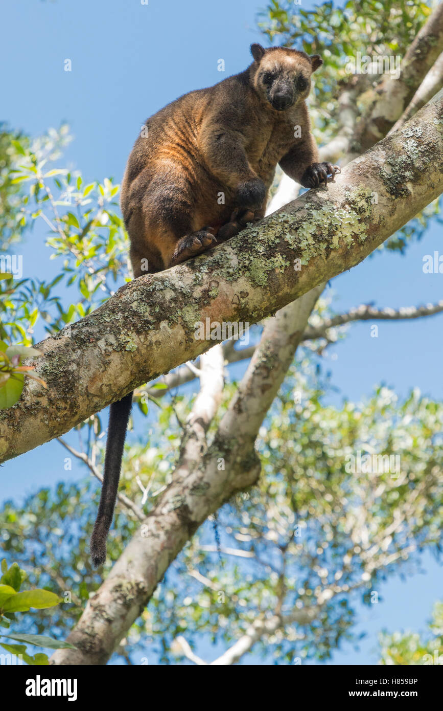 Lumholtz's Tree-Kangaroo, (Dendrolagus lumholtzi) male, Atherton ...