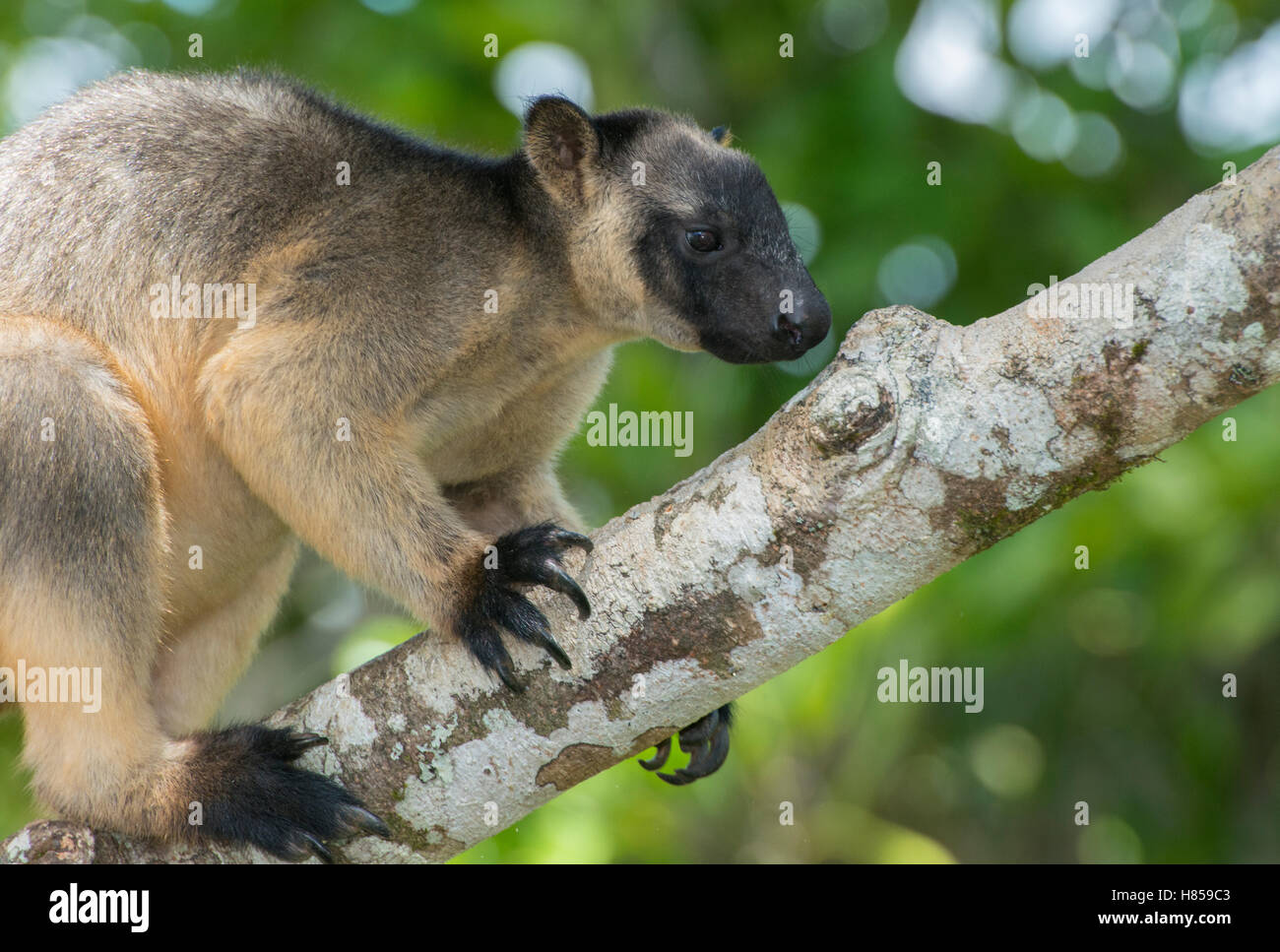 Lumholtz's Tree-Kangaroo, (Dendrolagus lumholtzi), male foraging for ...