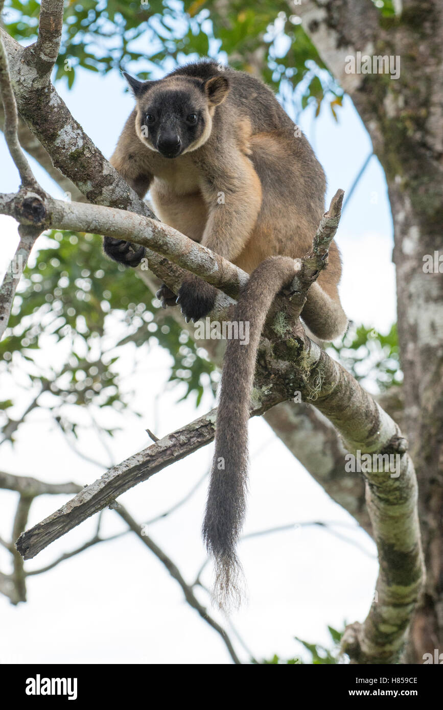 Lumholtz's Tree-Kangaroo, (Dendrolagus lumholtzi) male in Queensland ...