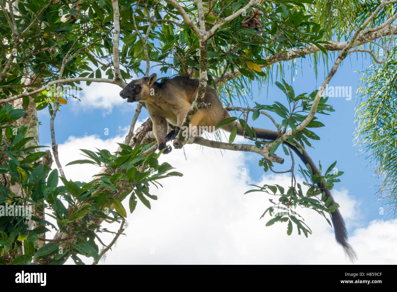Lumholtz's Tree-Kangaroo, (Dendrolagus lumholtzi) male using tail as ...