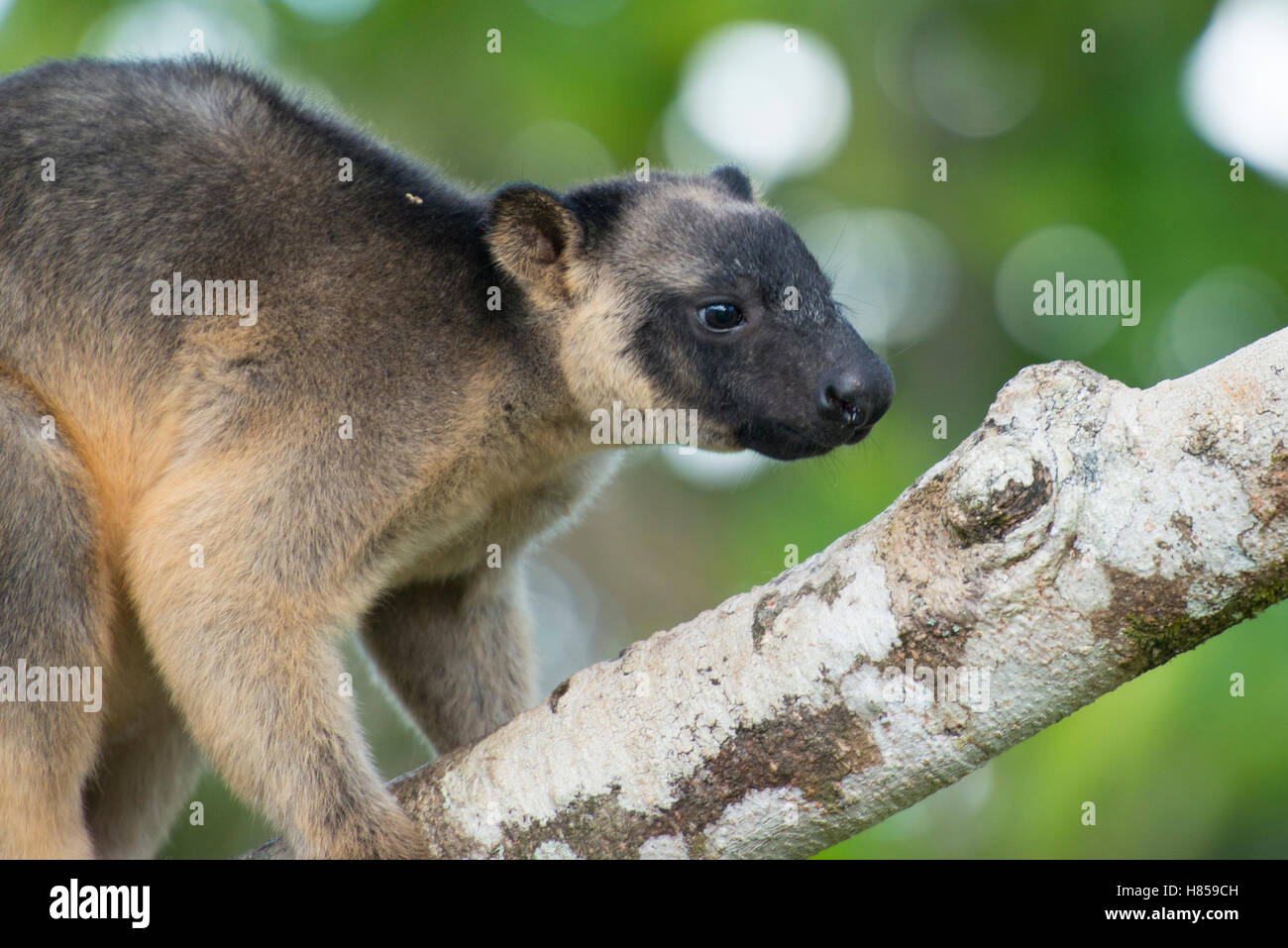 Lumholtz's Tree-Kangaroo, (Dendrolagus lumholtzi) male in Queensland ...