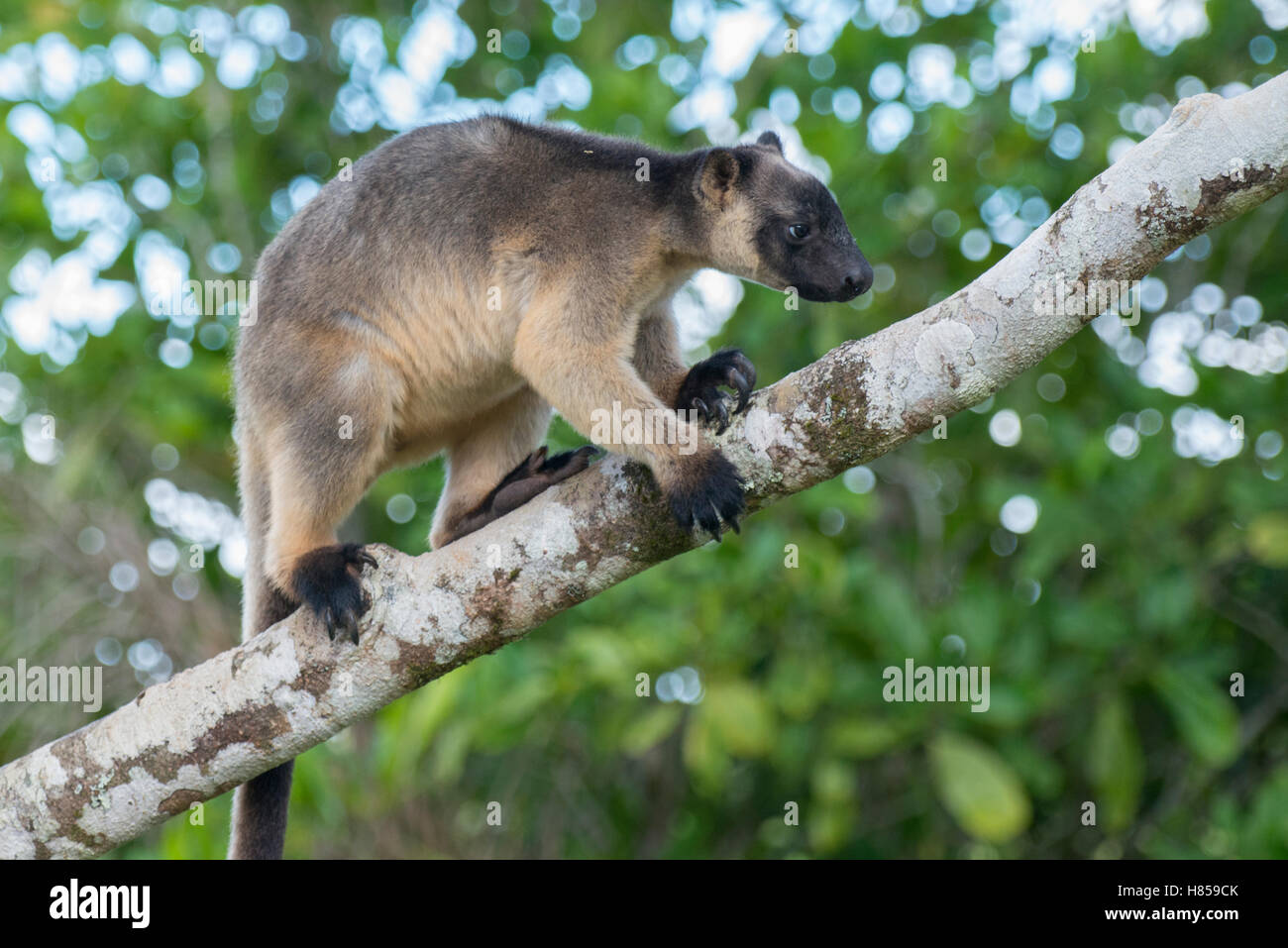 Lumholtz's Tree-Kangaroo, (Dendrolagus lumholtzi) walking on Queensland ...