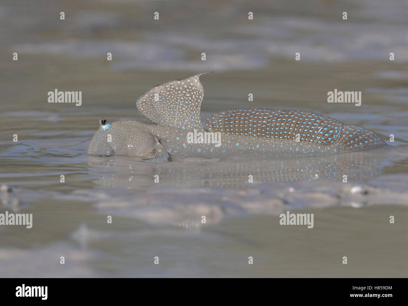 Blue-spotted Mudskipper (Boleophthalmus caeruleomaculatus) on mud ...