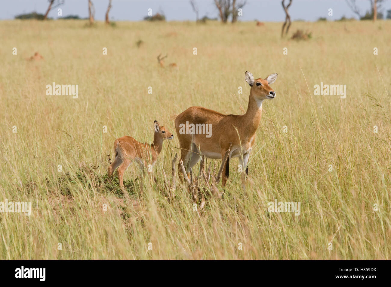 Kob (Kobus kob) mother and calf in savanna, Uganda Stock Photo - Alamy