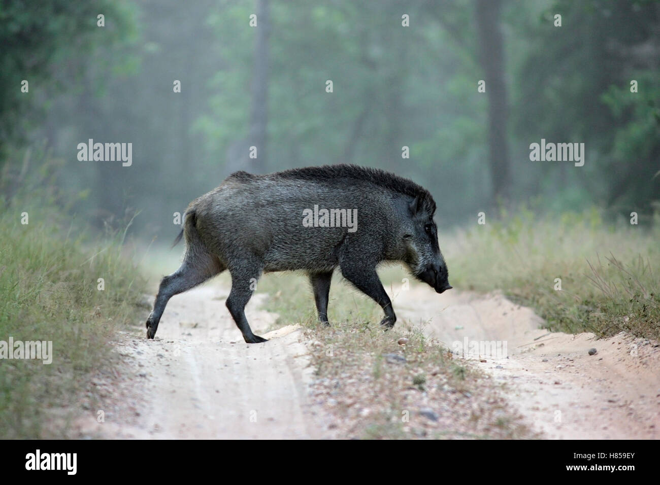 Indian Wild Boar (Sus scrofa cristatus) crossing road, Bandhavgarh ...