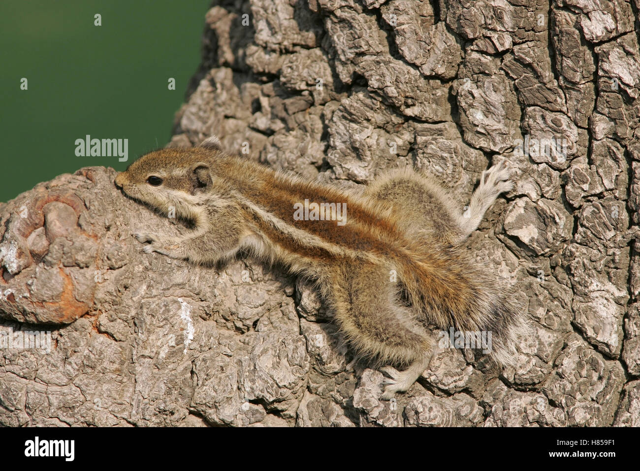 Siberian Chipmunk (Tamias sibiricus), India Stock Photo - Alamy