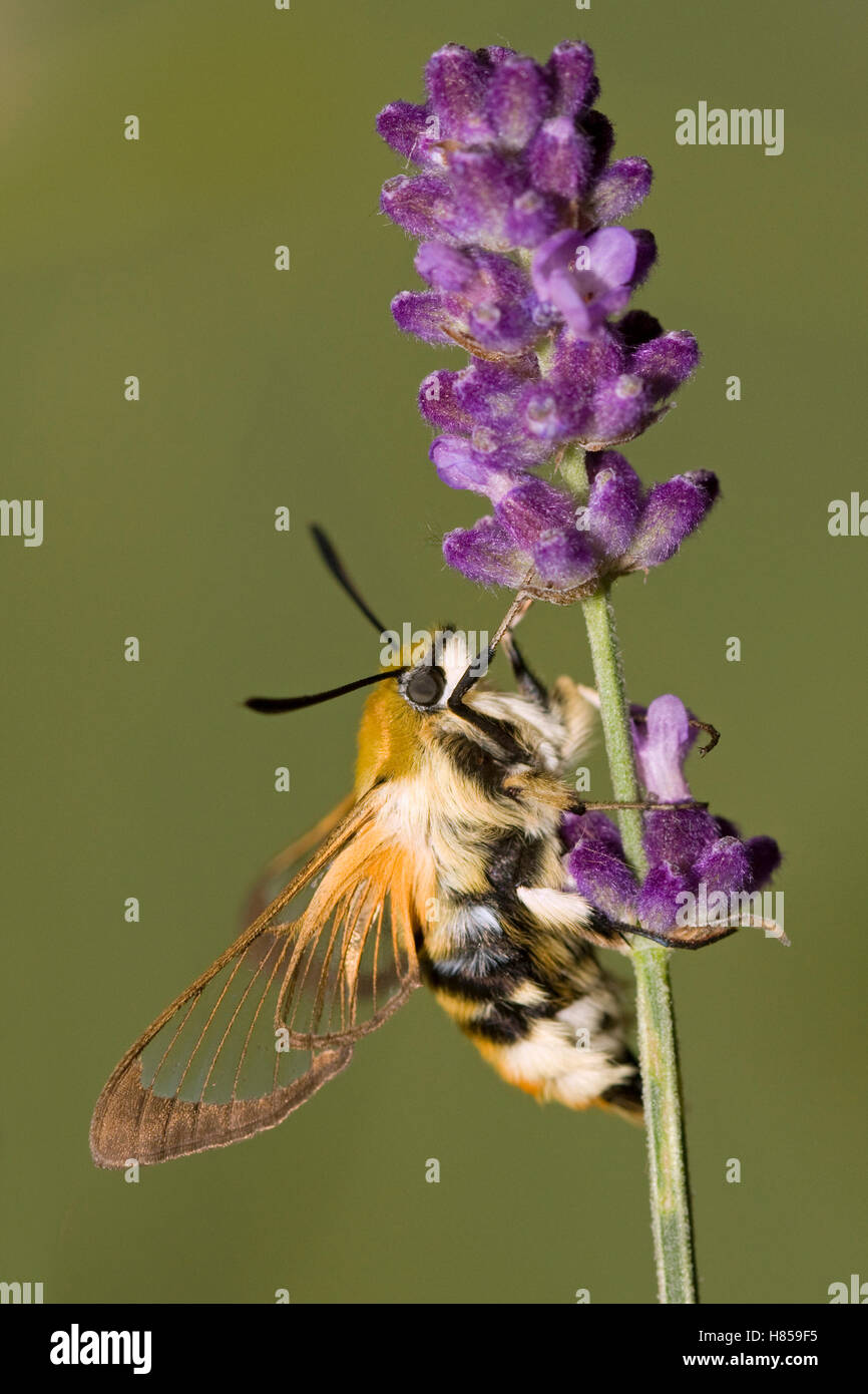 Narrow-bordered Bee Hawkmoth (Hemaris tityus) on flower, Valais ...