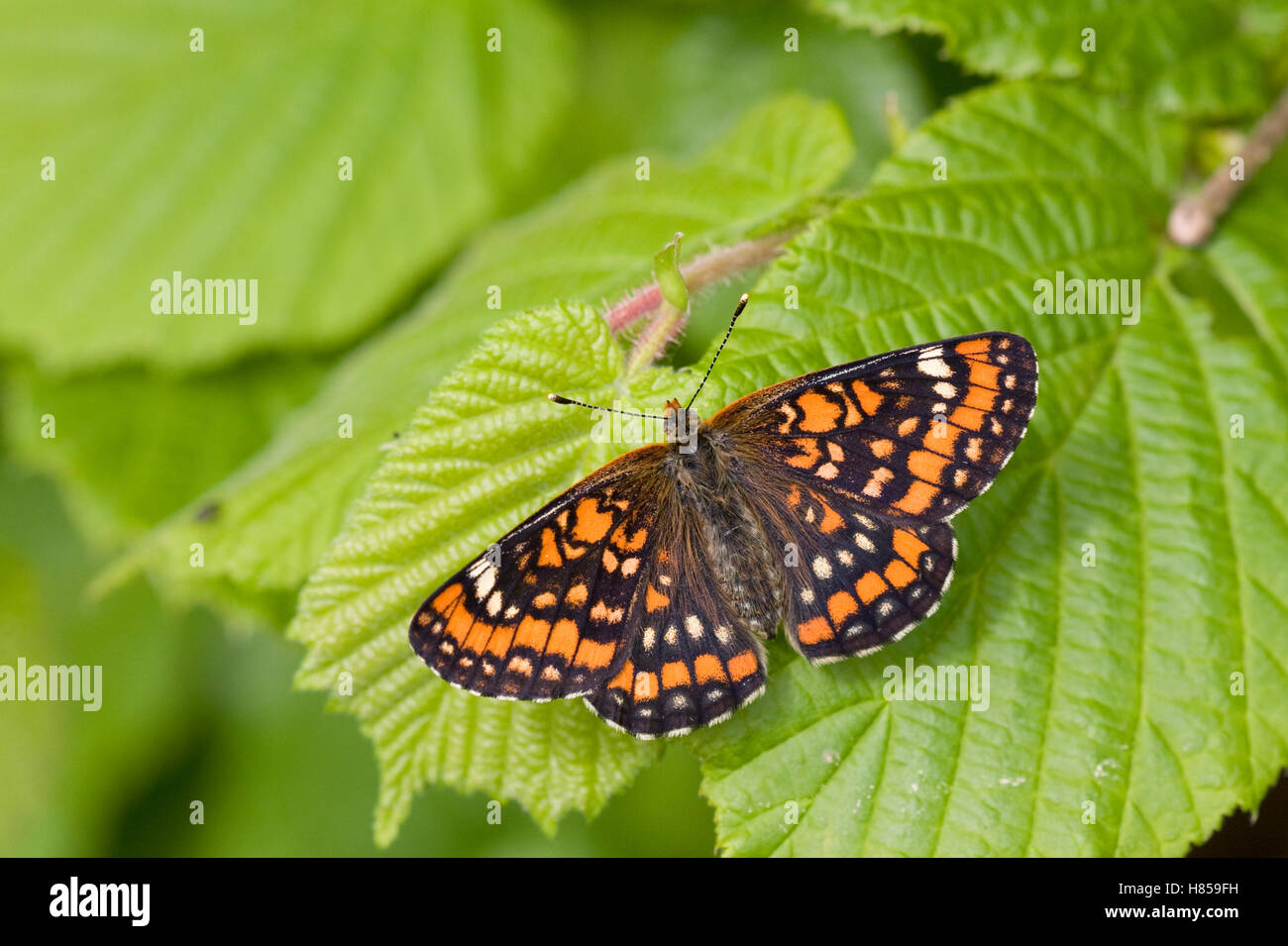 Scarce Fritillary (Hypodryas maturna) butterfly female, Netherlands ...