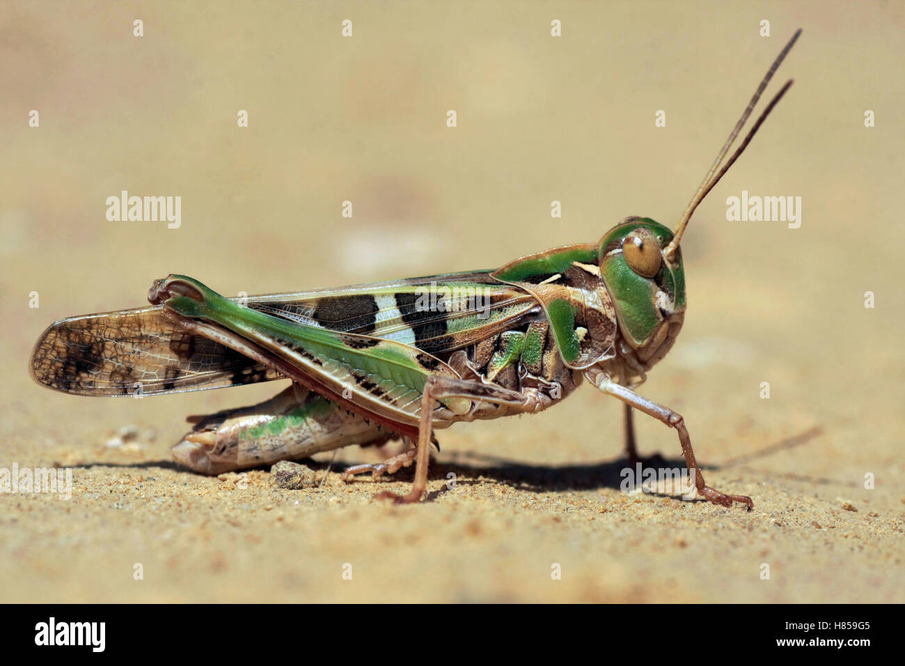 Grasshopper (Oedaleus decorus), Rustrel, France Stock Photo - Alamy