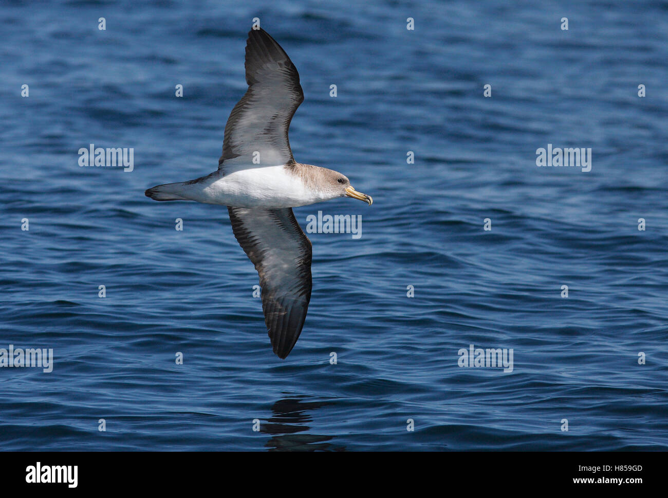 Cory's Shearwater (Calonectris diomedea) flying over ocean, Sagres ...