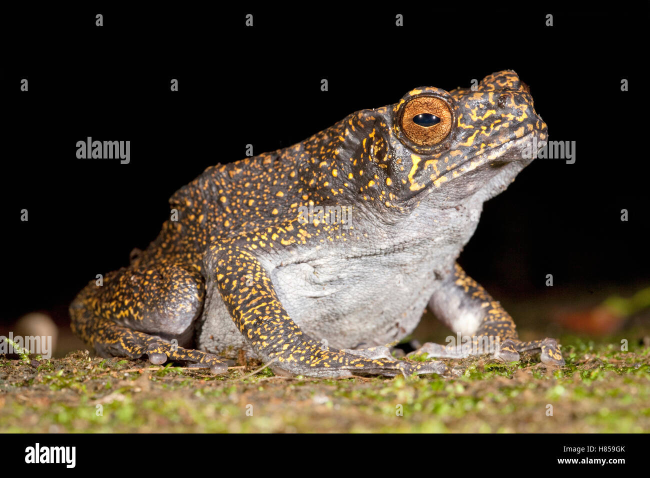 Common Tree Toad (Pedostibes hosii), Tawau Hills Park, Sabah, Borneo ...