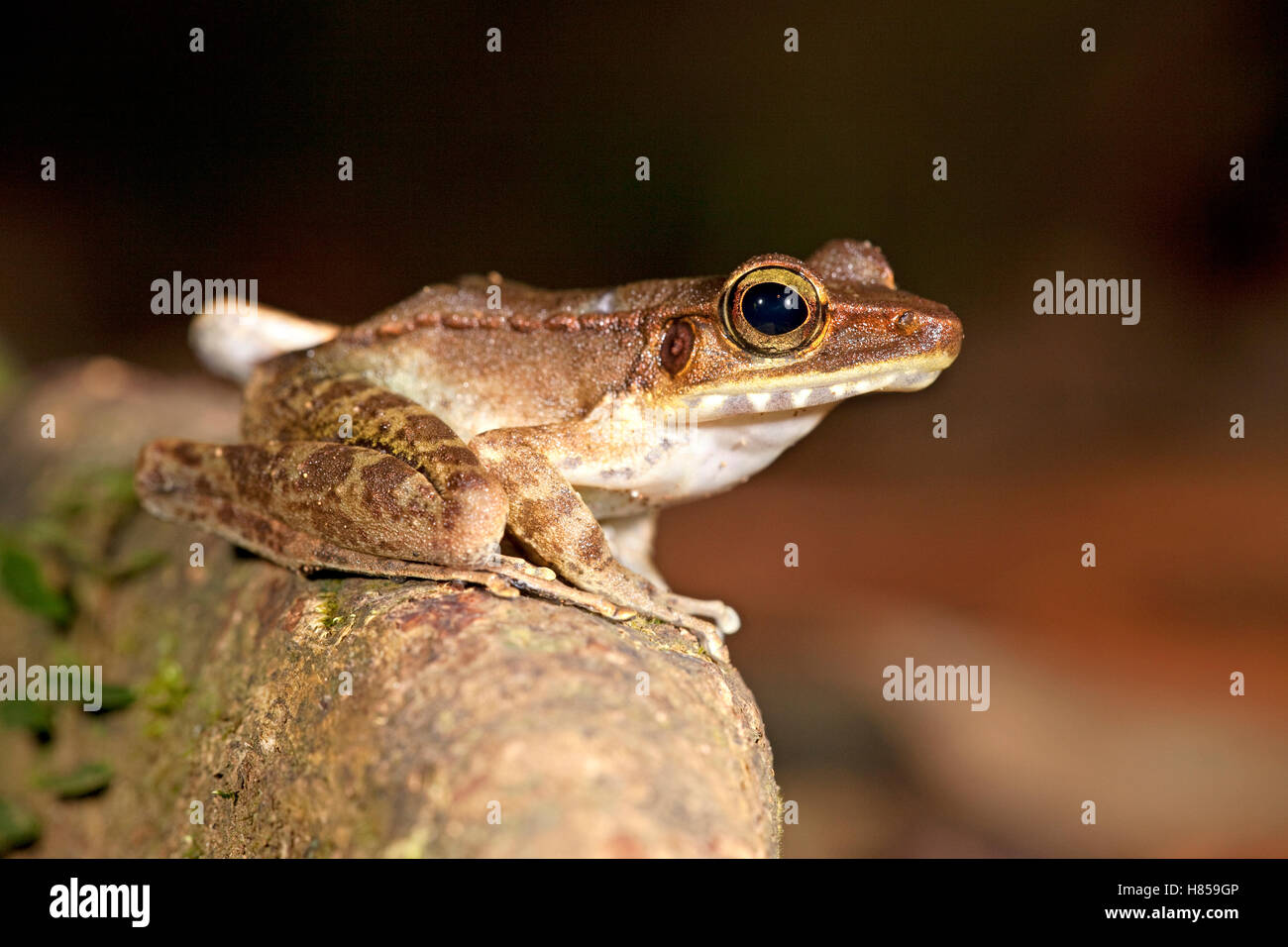 Sabah Borneo Frog (Meristogenys orphnocnemis), Tawau Hills Park, Sabah ...