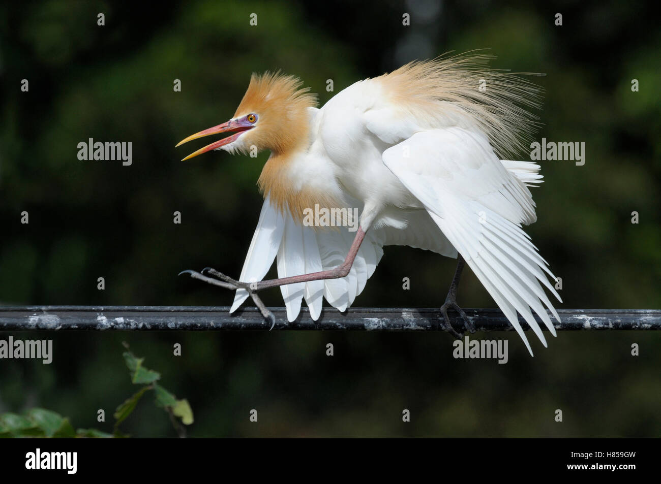 Cattle Egret (Bubulcus ibis) displaying in breeding plumage, Ubud ...