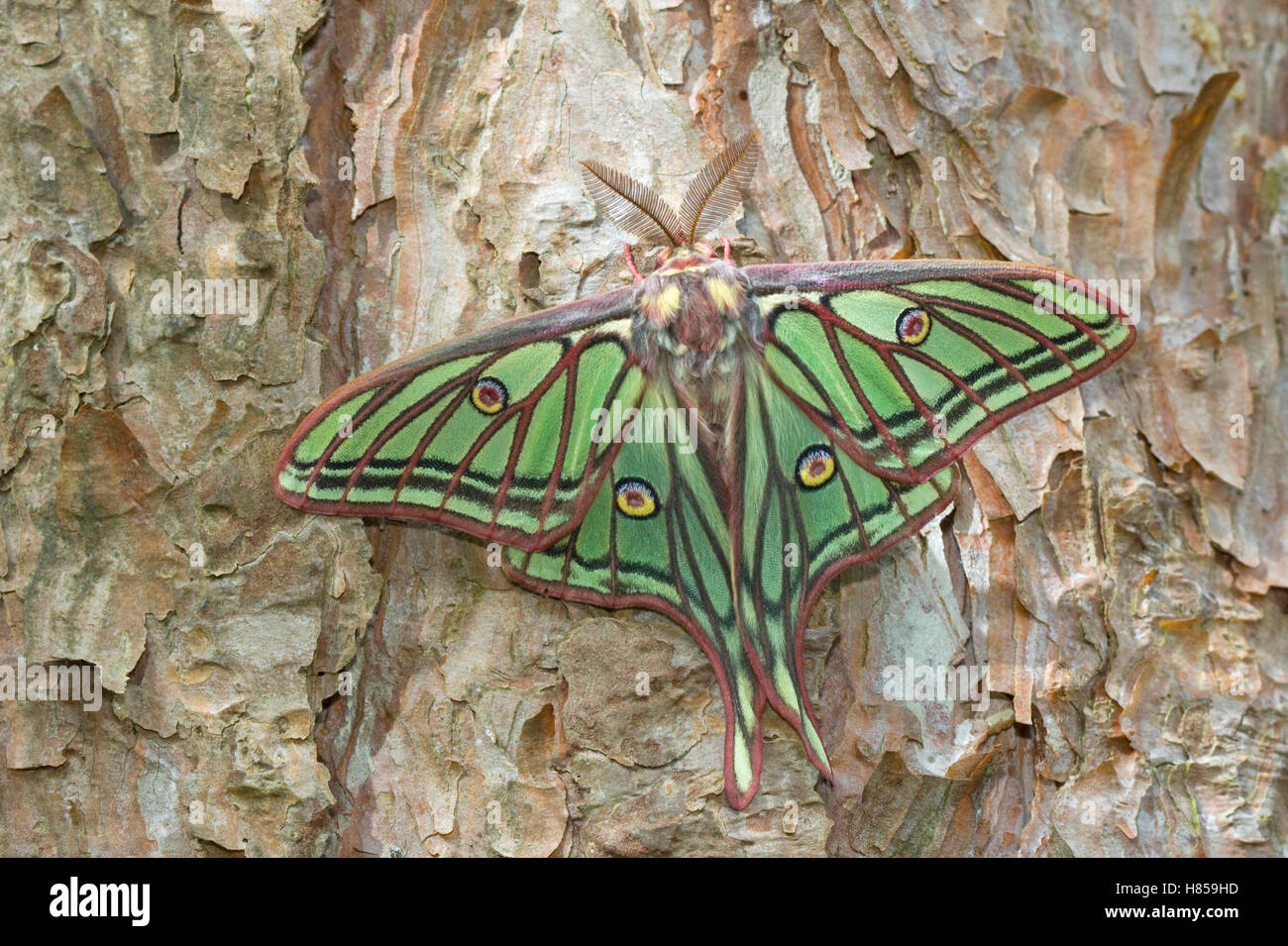 Spanish Moon Moth (Graellsia isabellae) male, Spain Stock Photo - Alamy