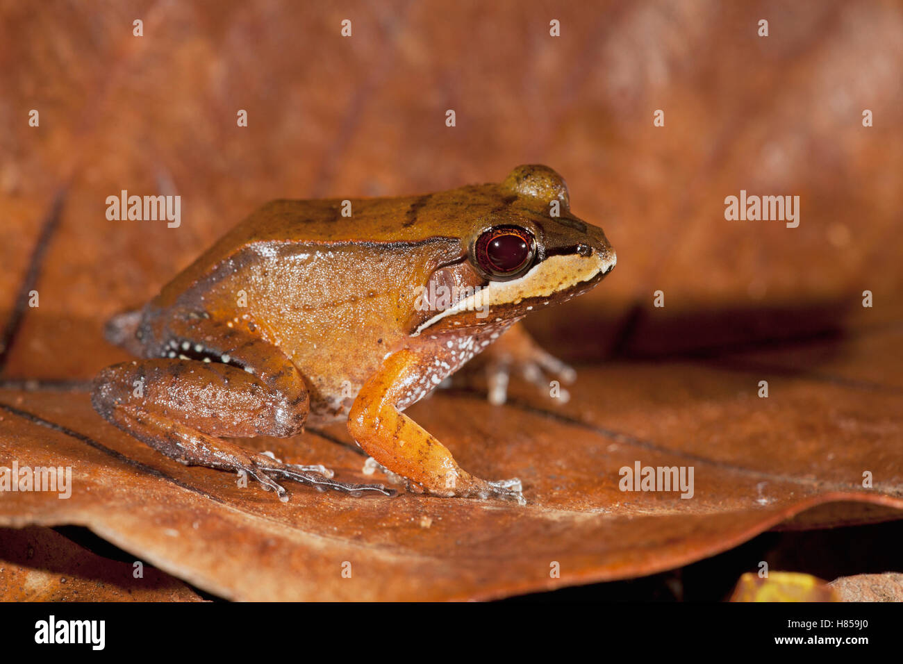 Foam-nest Frog (Leptodactylus rhodomystax), Brownsberg Nature Park ...