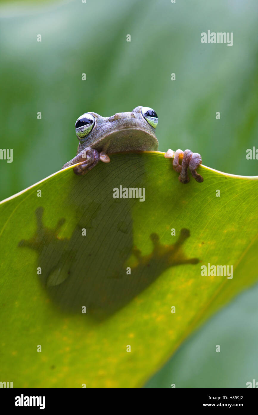 Emerald-eyed Treefrog (Hypsiboas crepitans) peeking over leaf ...