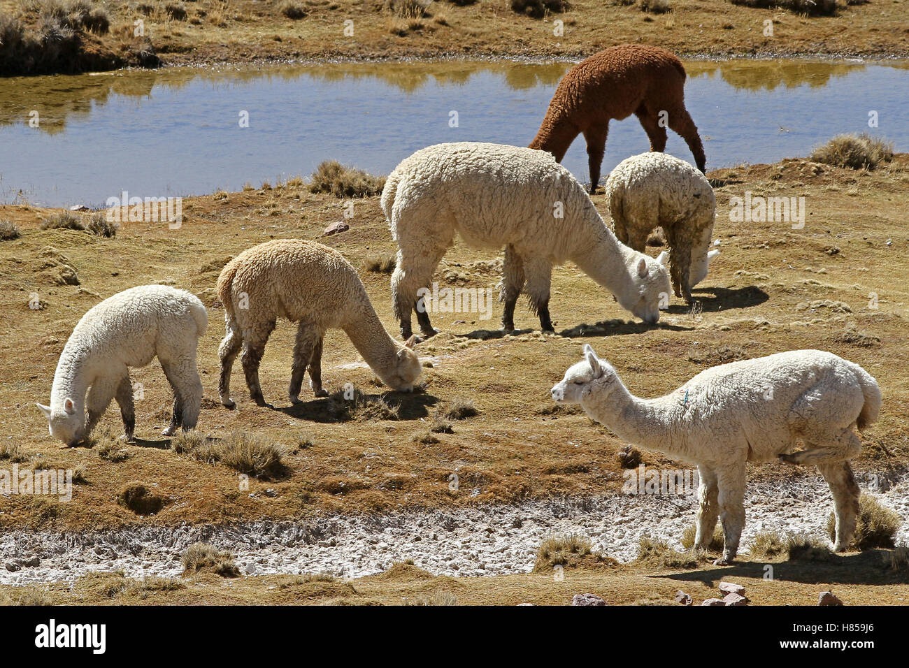 Alpaca (Lama pacos) herd grazing, Peru Stock Photo - Alamy