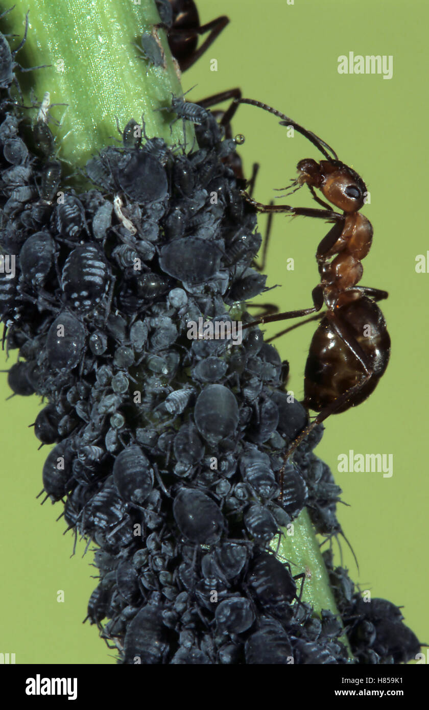 Red Wood Ant (Formica rufa) milking Black Bean Aphids (Aphis fabae ...