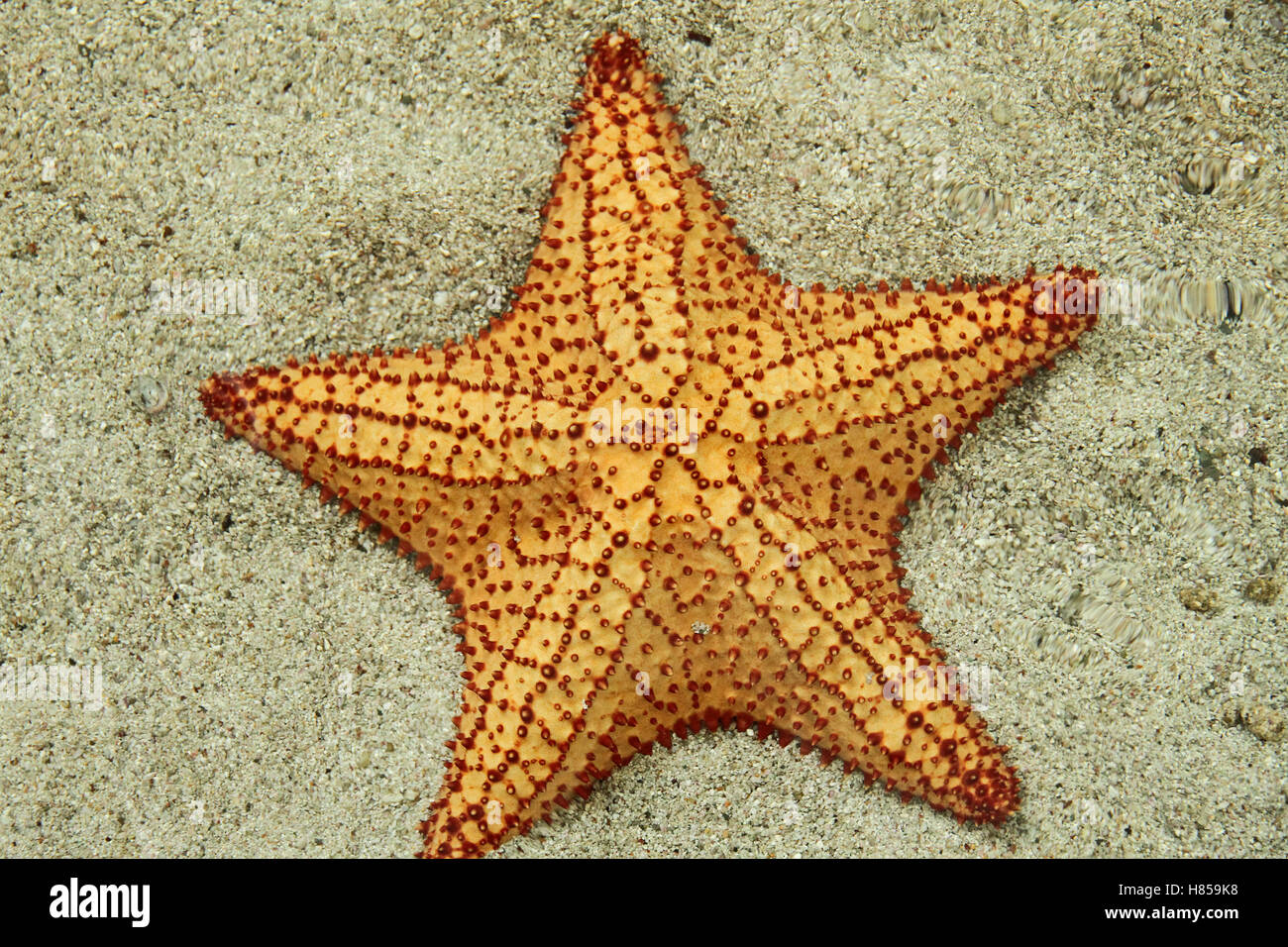 Cushioned Star (Oreaster reticulatus), Panama Stock Photo - Alamy