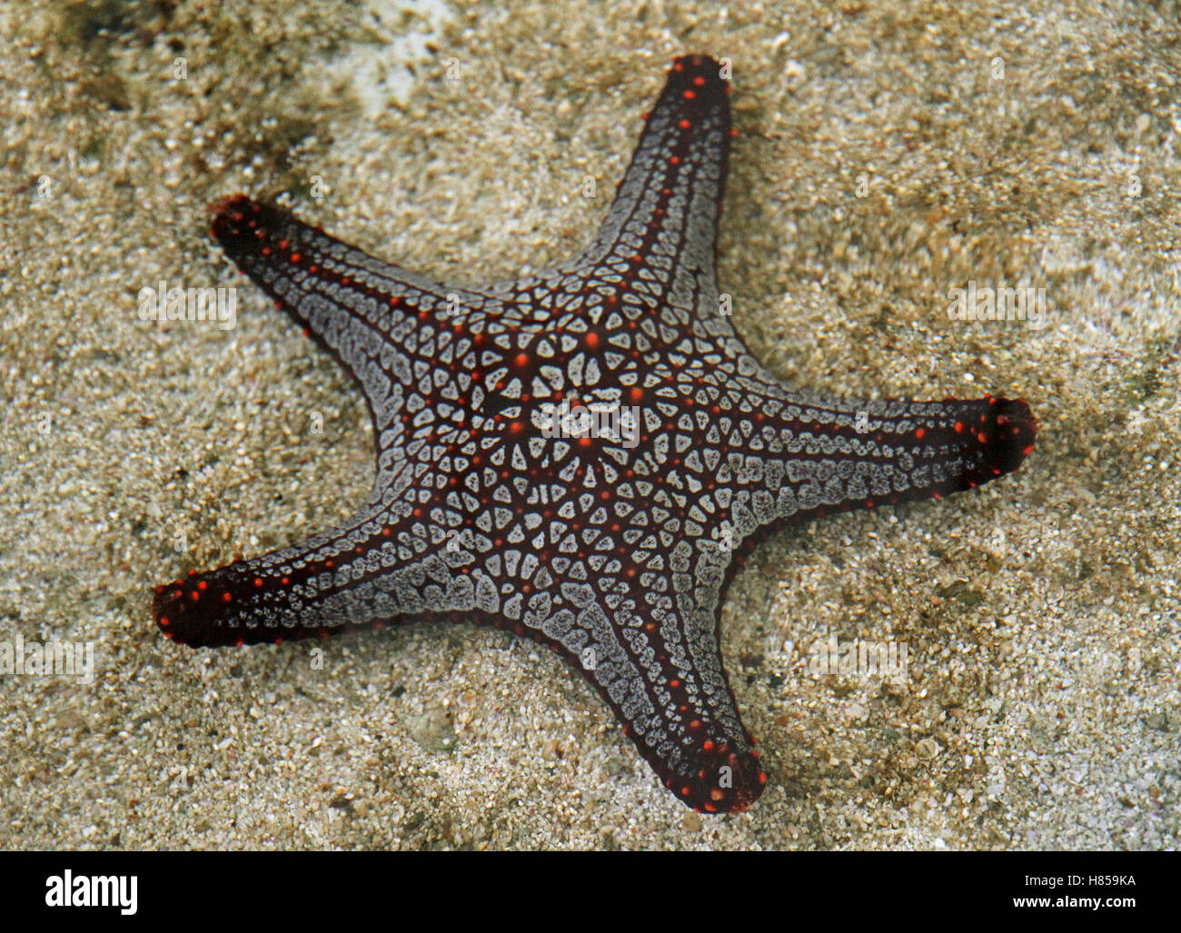 Cushioned Star (Oreaster reticulatus), Panama Stock Photo - Alamy