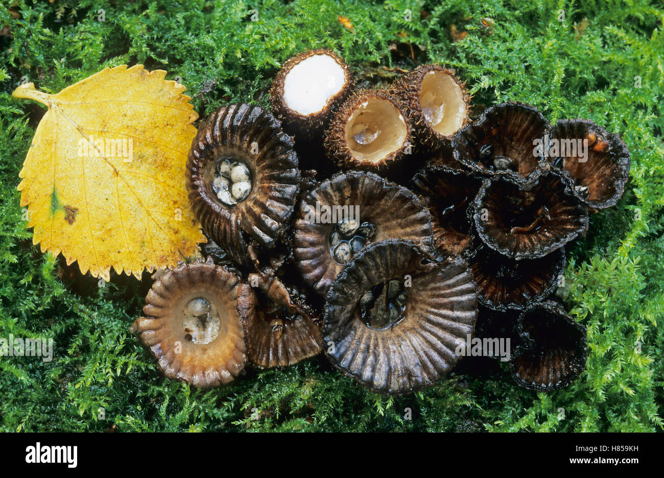 Fluted Bird's Nest (Cyathus striatus) mushrooms, Netherlands Stock ...
